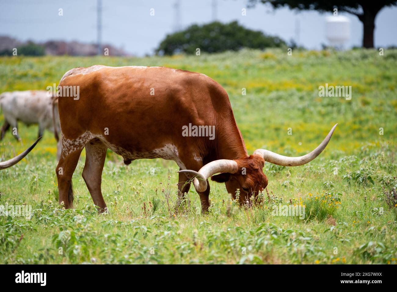 An orange and white Longhorn bull with long, curved horns grazing on ...