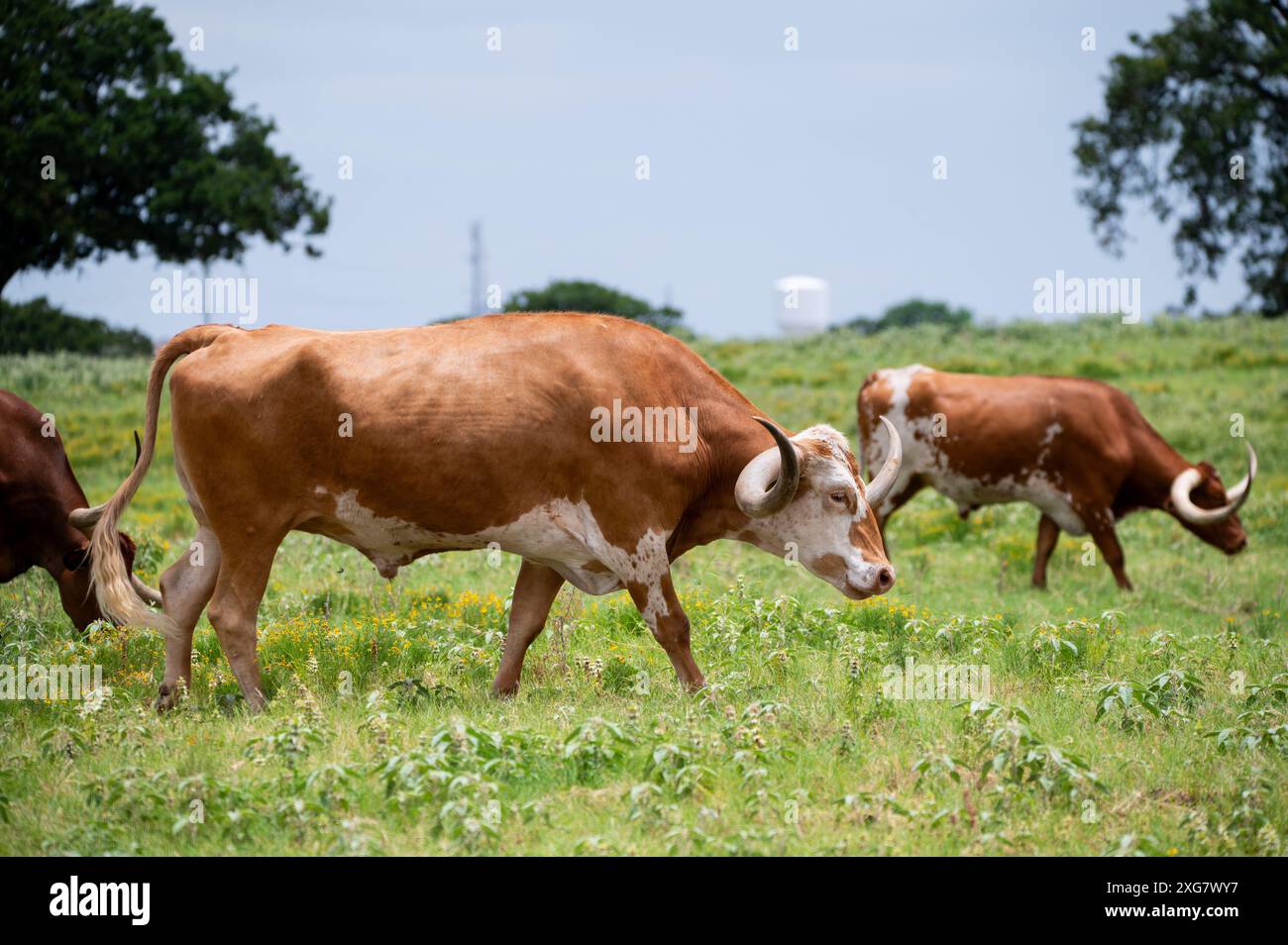 Longhorn cattle with long, curved horns walking through a grassy ...