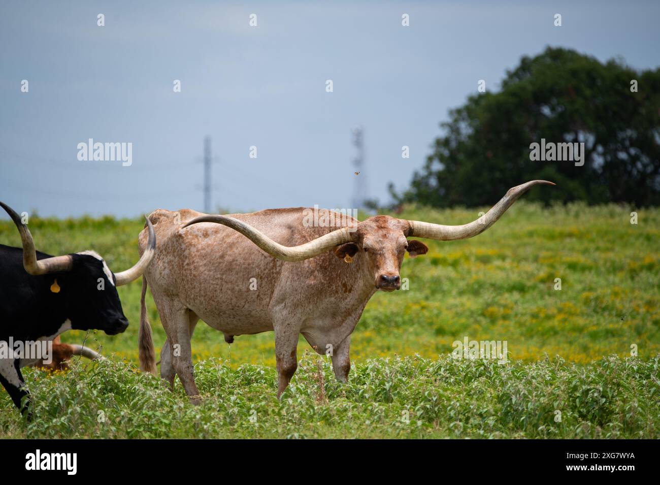 An orange and white speckled Longhorn with long, curved horns standing ...