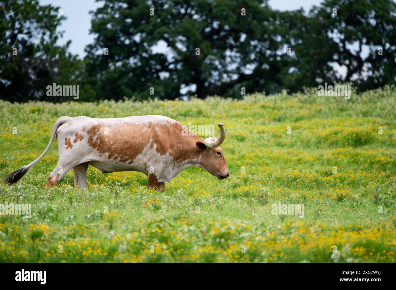 Longhorn cattle with long, curved horns walking through a grassy ...