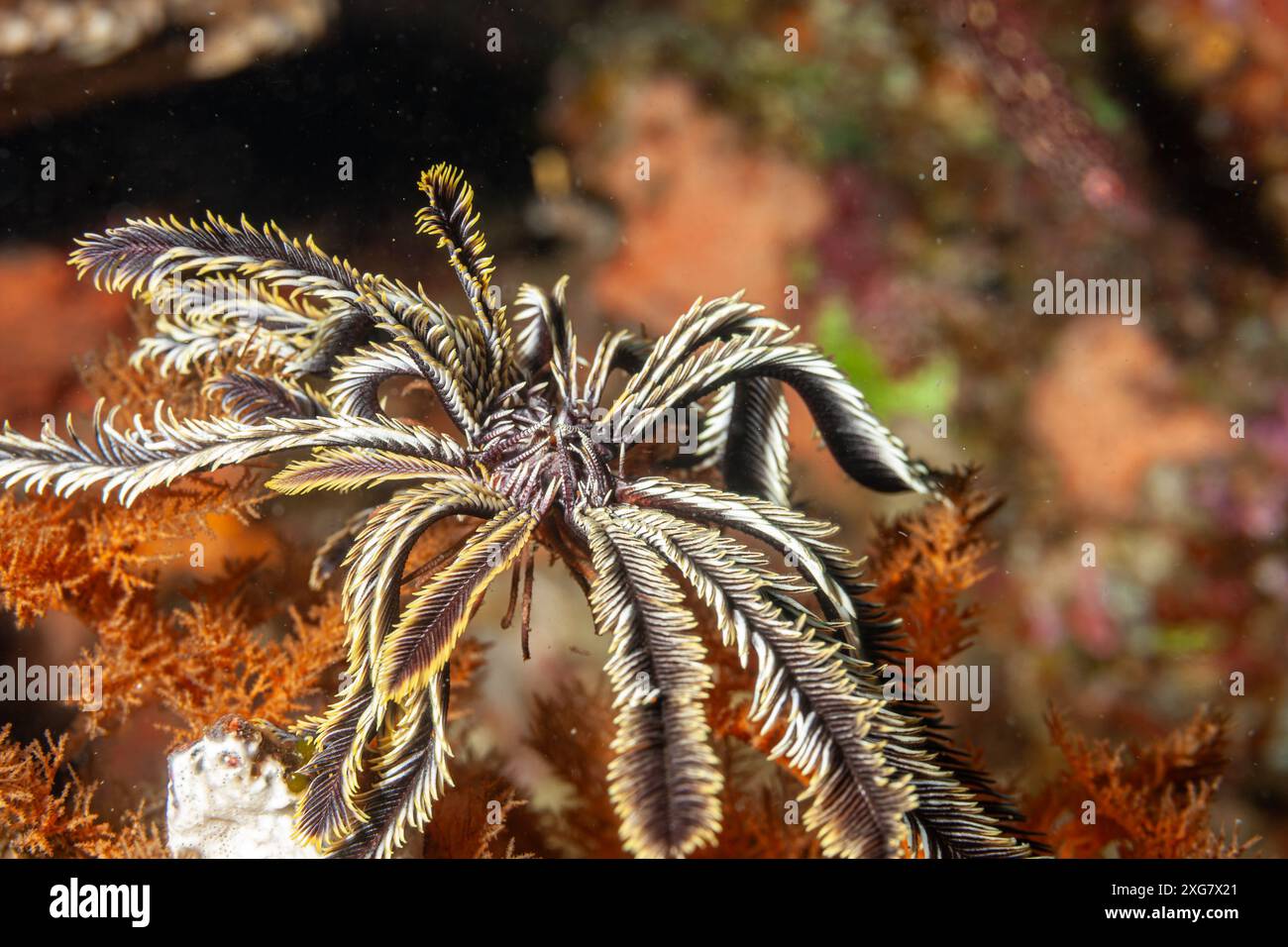 Mozambique, Maputo, Ponta do Ouro, Crinoid (Crinoidea Stock Photo - Alamy Mozambique, Maputo, Ponta do Ouro, Crinoid (Crinoidea Stock Photo - Alamy