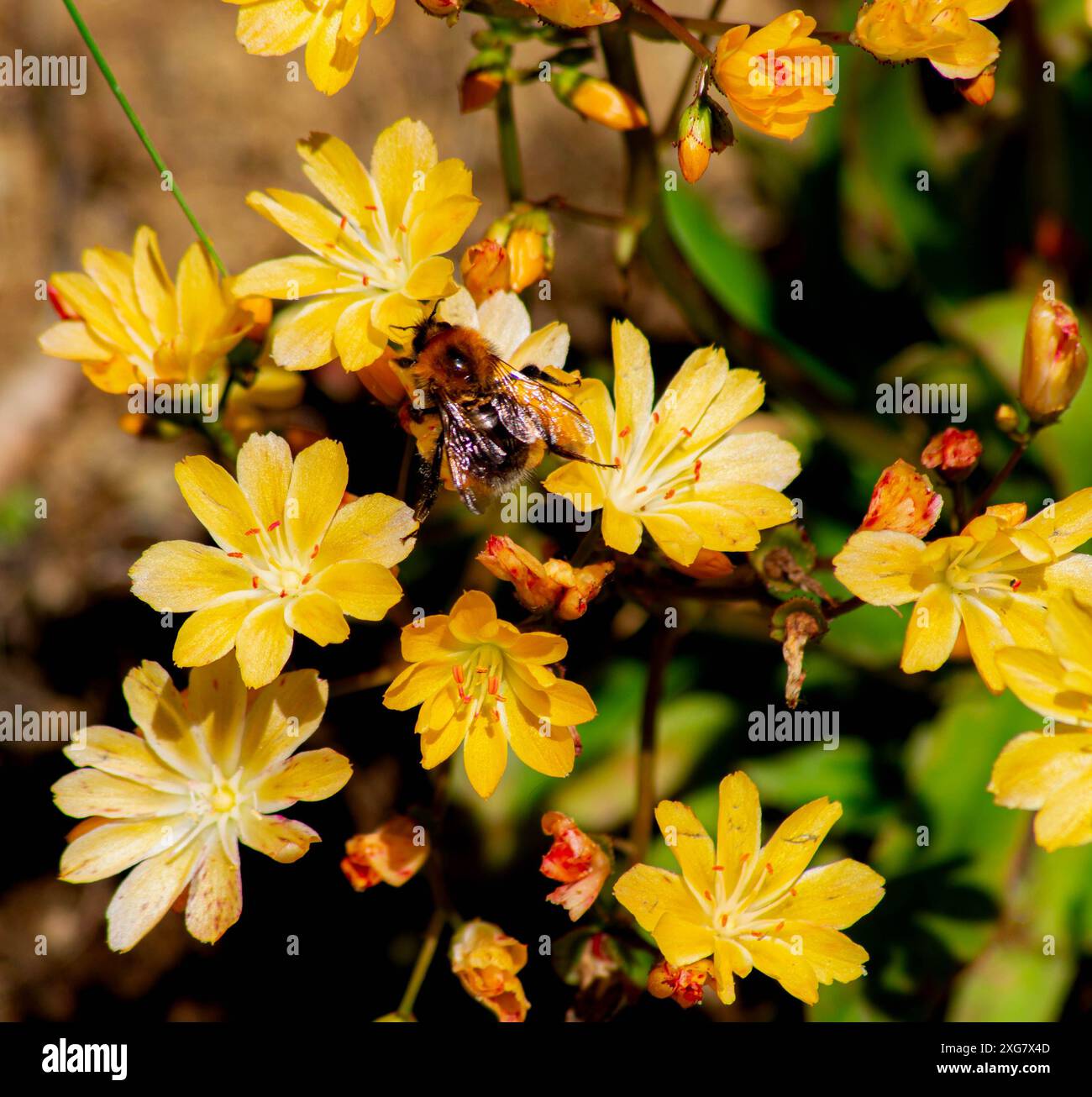 Bumblebee at a flower hi-res stock photography and images - Alamy