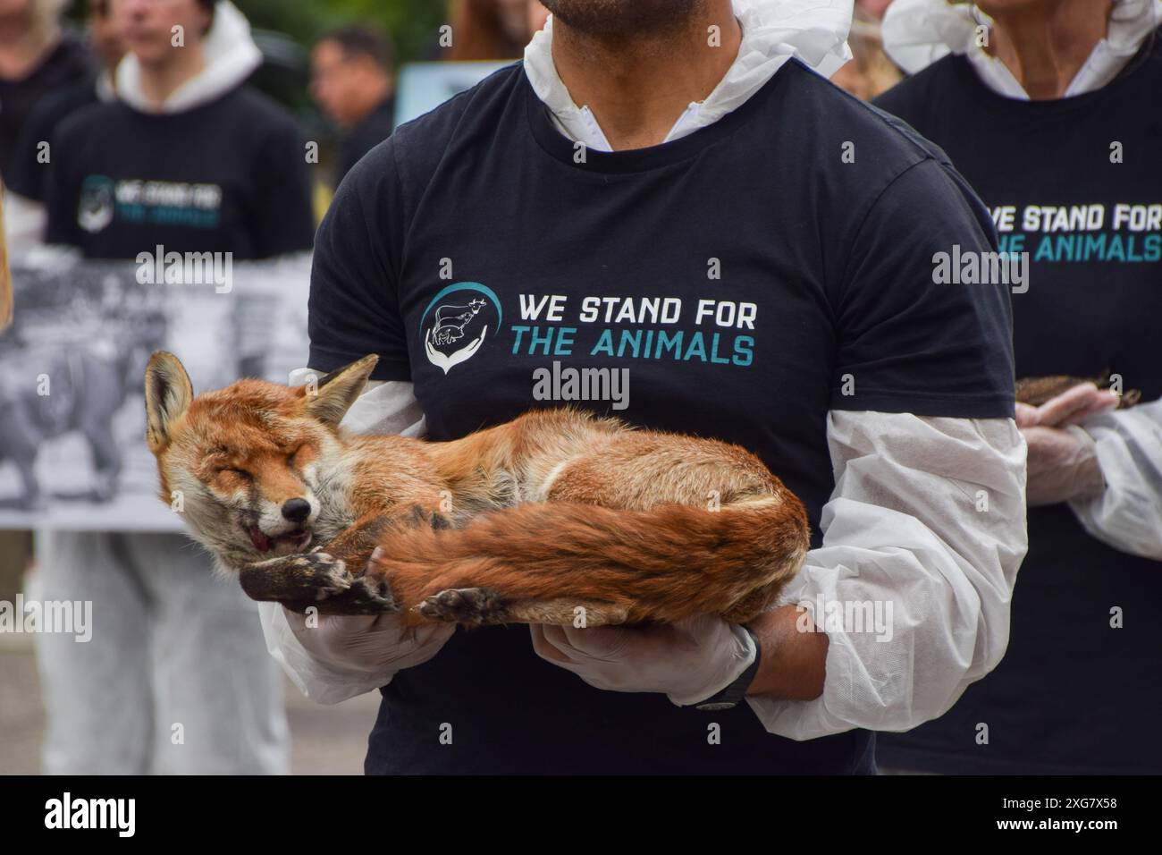 London, England, UK. 7th July, 2024. An activist holds a dead fox ...