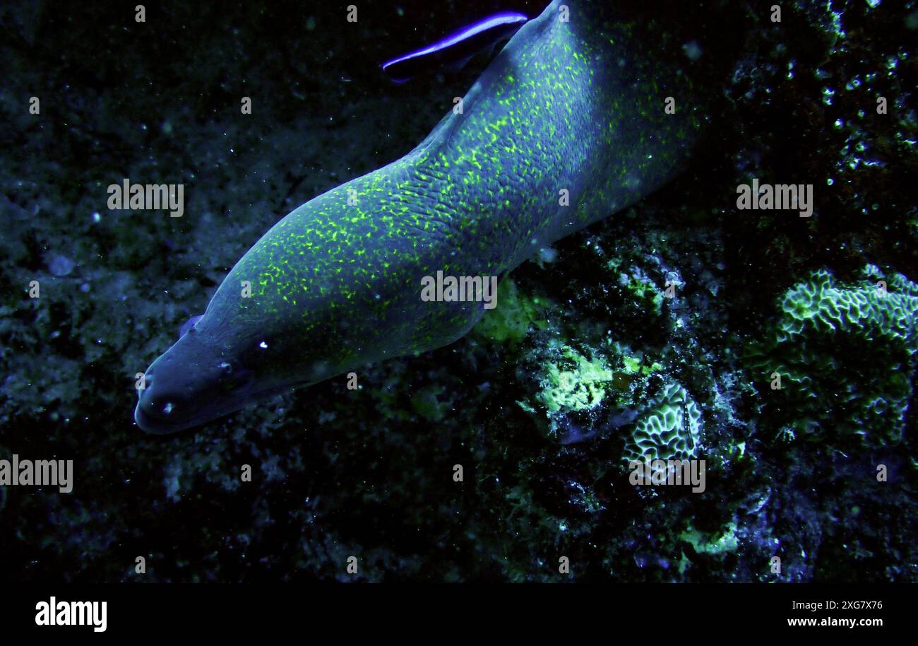 A blue Moray eel lurking through the rocks of the indian ocean Stock ...