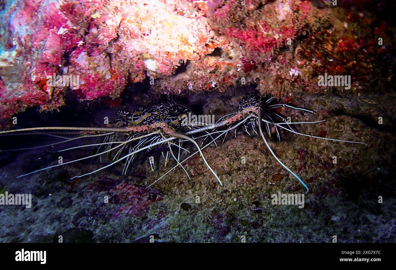 two lobsters in a cave in the Indian ocean Stock Photo - Alamy