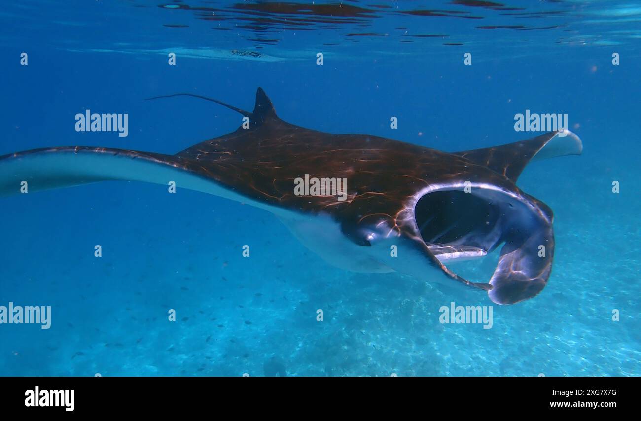 A Manta ray swimming in the Indian Ocean Stock Photo - Alamy