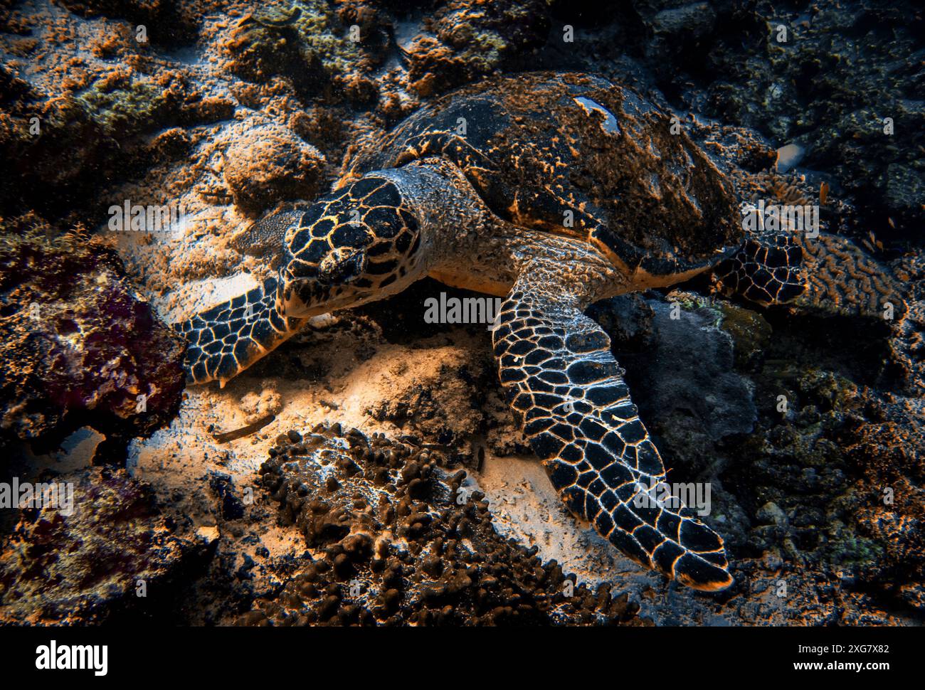A turtle crawling on the rocks in the sea of Maldives Stock Photo - Alamy