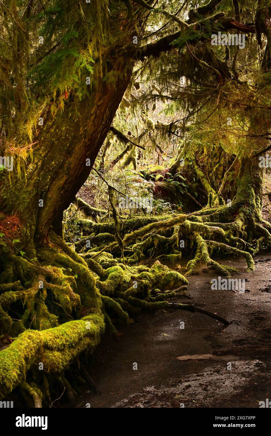 Fantastic root system of trees covered with moss Stock Photo - Alamy