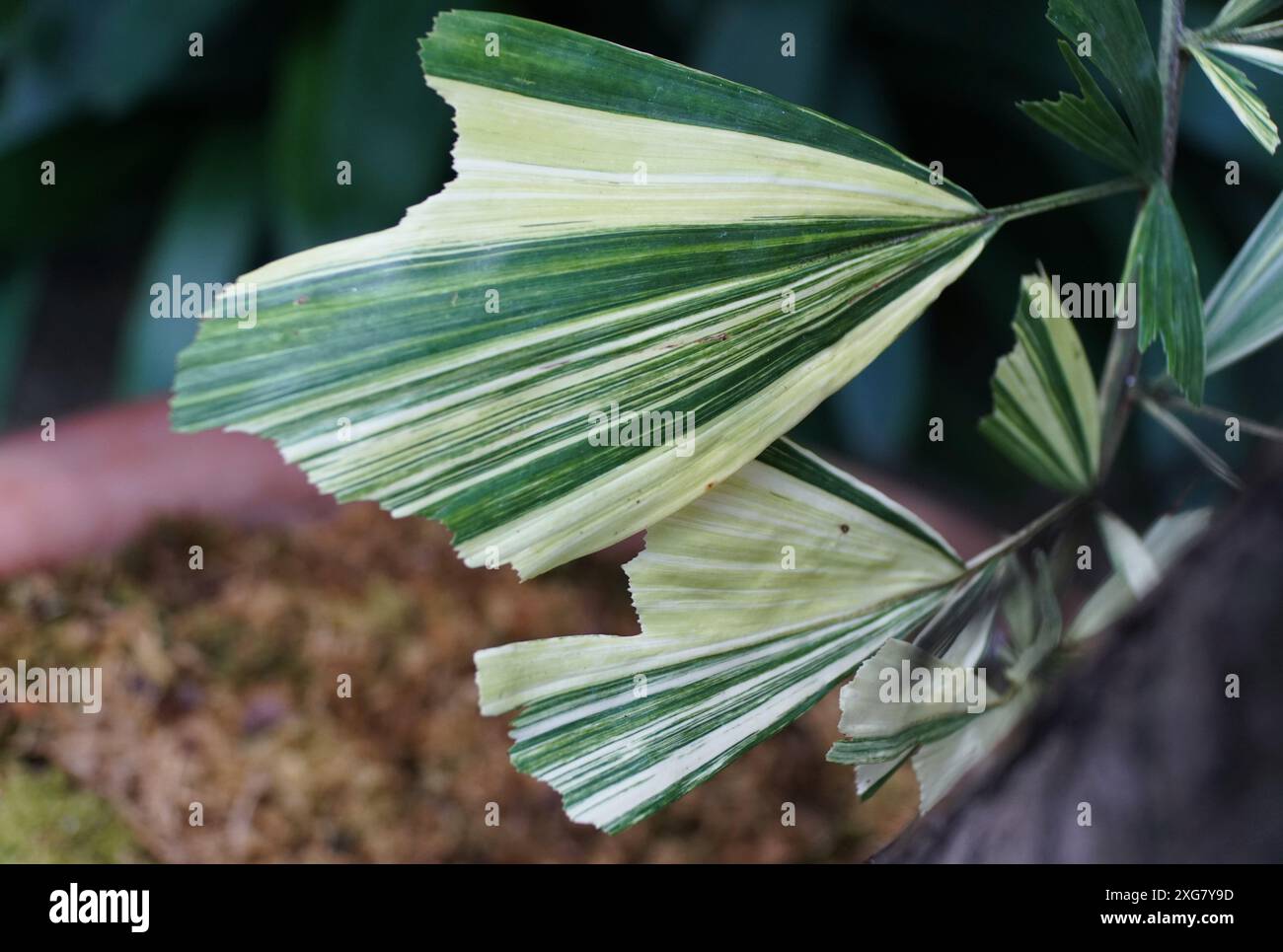 Fishtail palm hi-res stock photography and images - Alamy