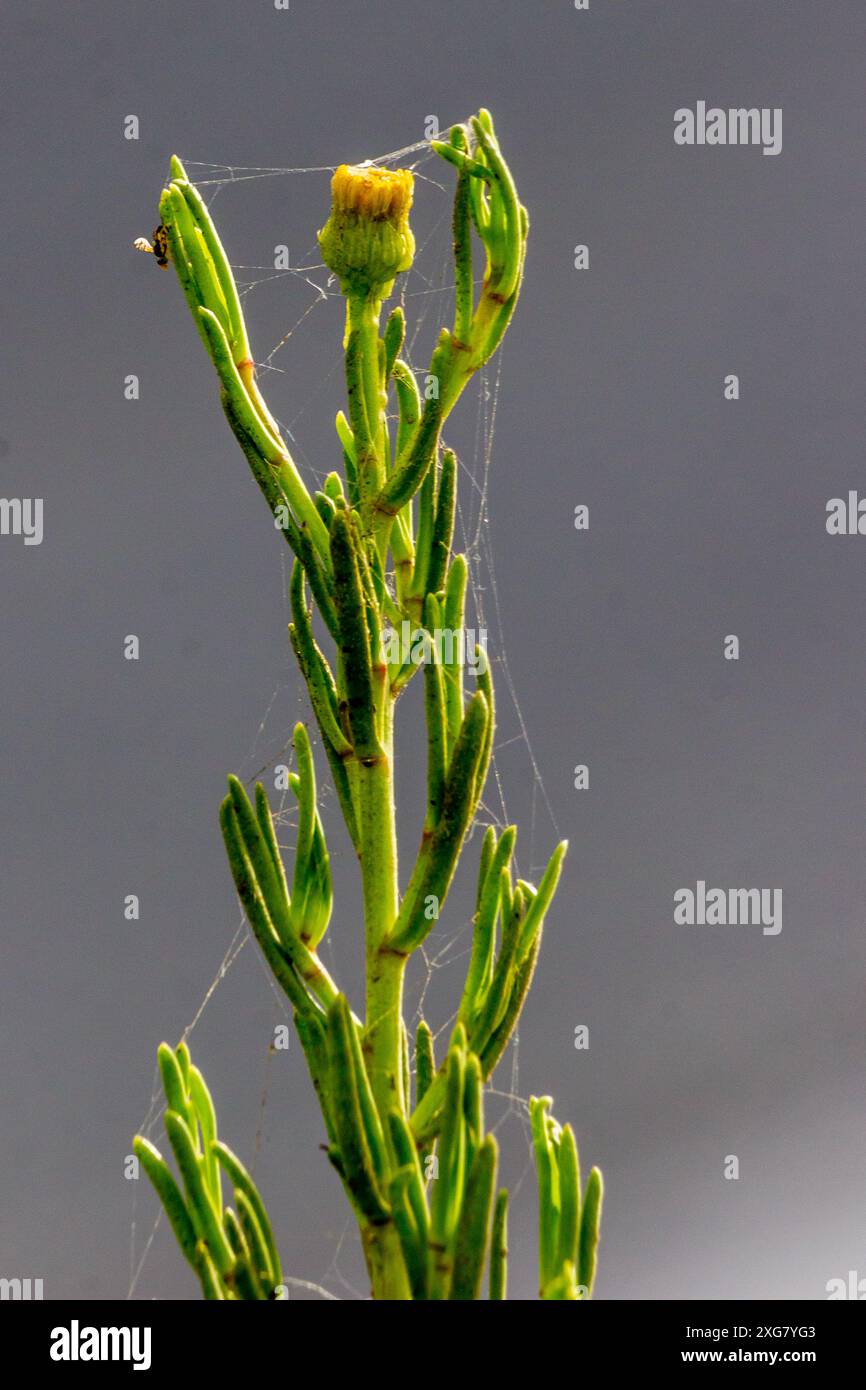 a wild plant with a spider web in the garden Stock Photo - Alamy