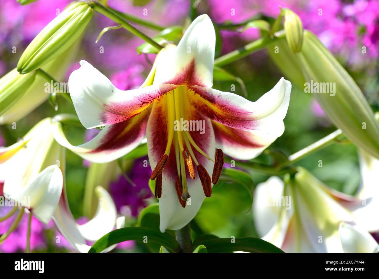 Single white lily hi-res stock photography and images - Alamy