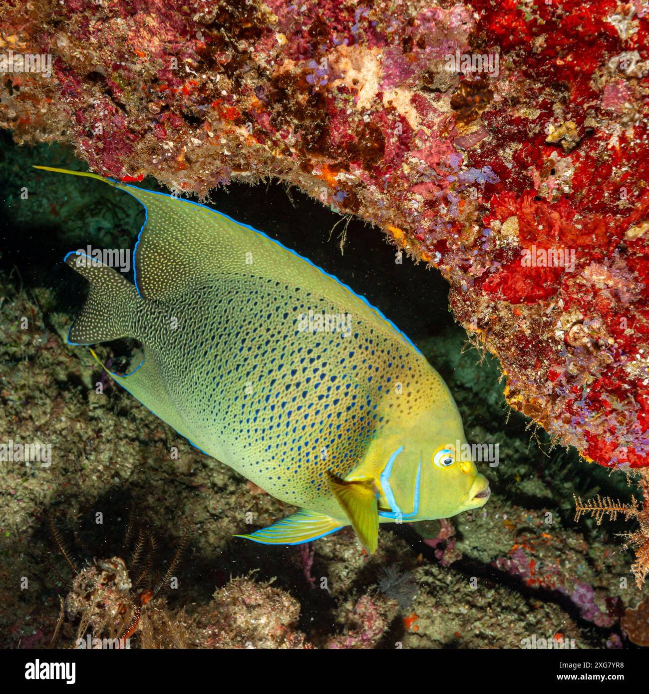 Mozambique, Maputo, Ponta do Ouro, Blue Angelfish (Pomacanthus ...