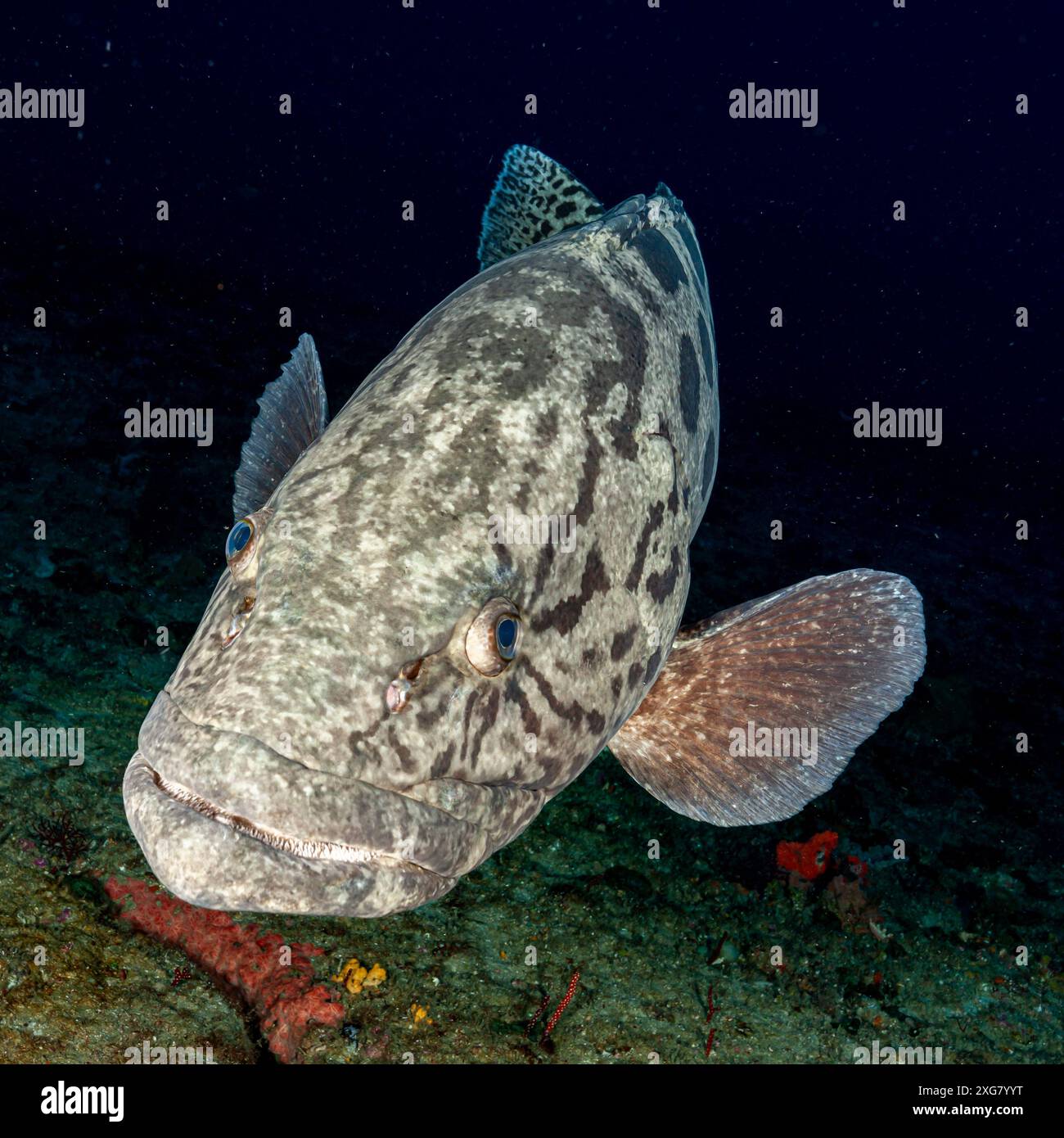 Mozambique, Maputo, Ponta do Ouro, Potato Cod, Grouper, Bass ...