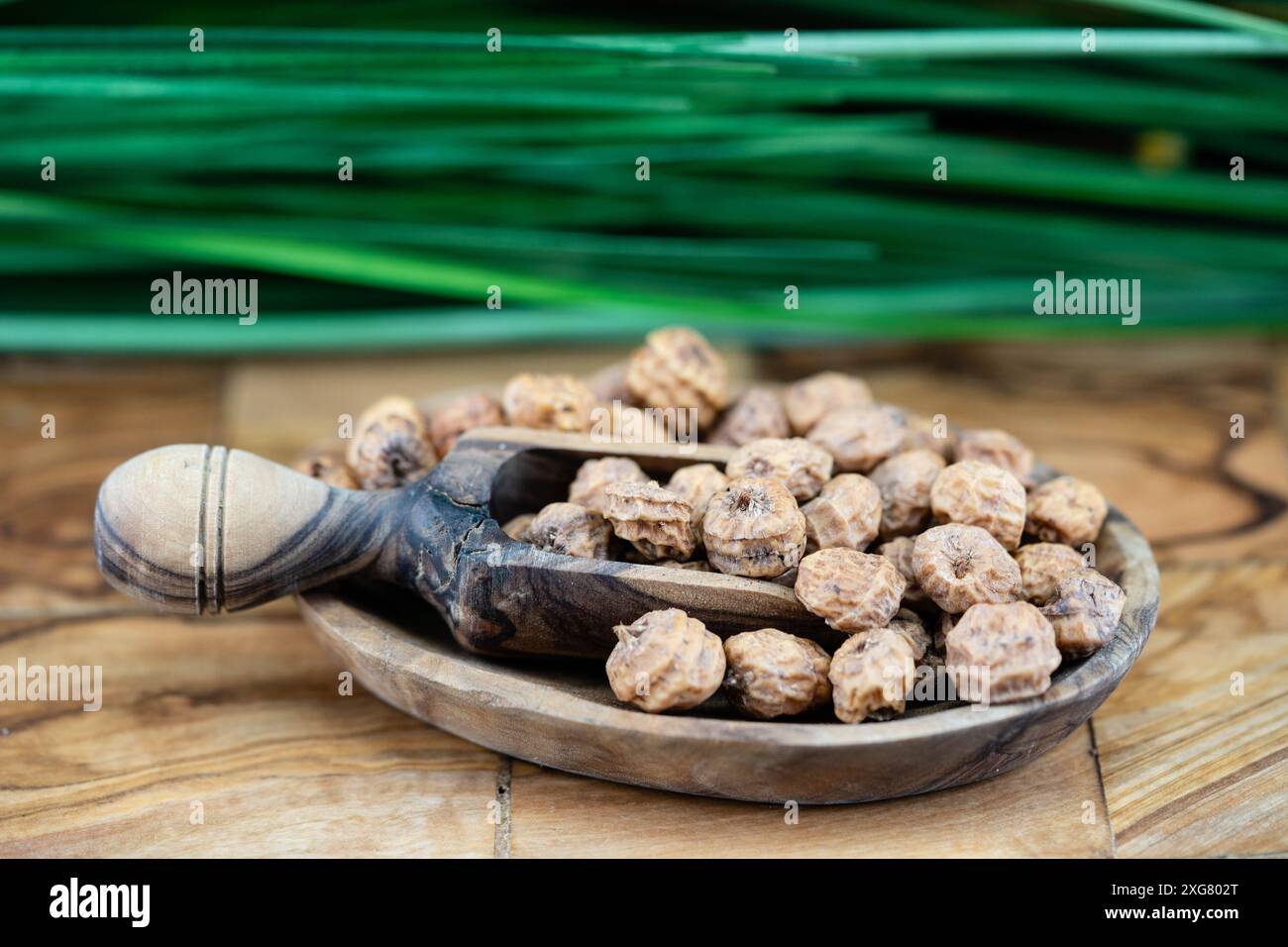 Cyperus esculentus plant hi-res stock photography and images - Alamy