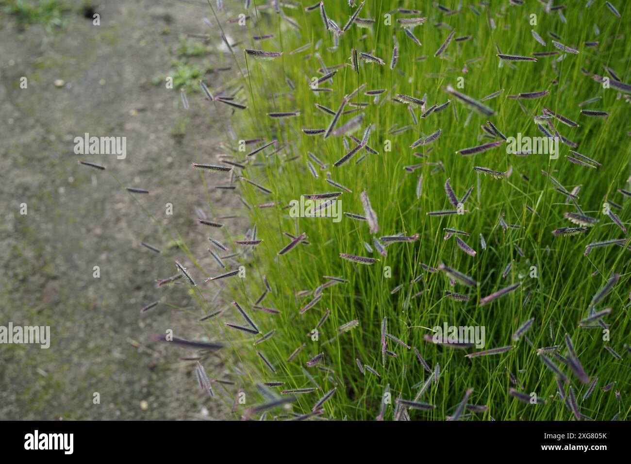 Garden grass mosquito hi-res stock photography and images - Alamy
