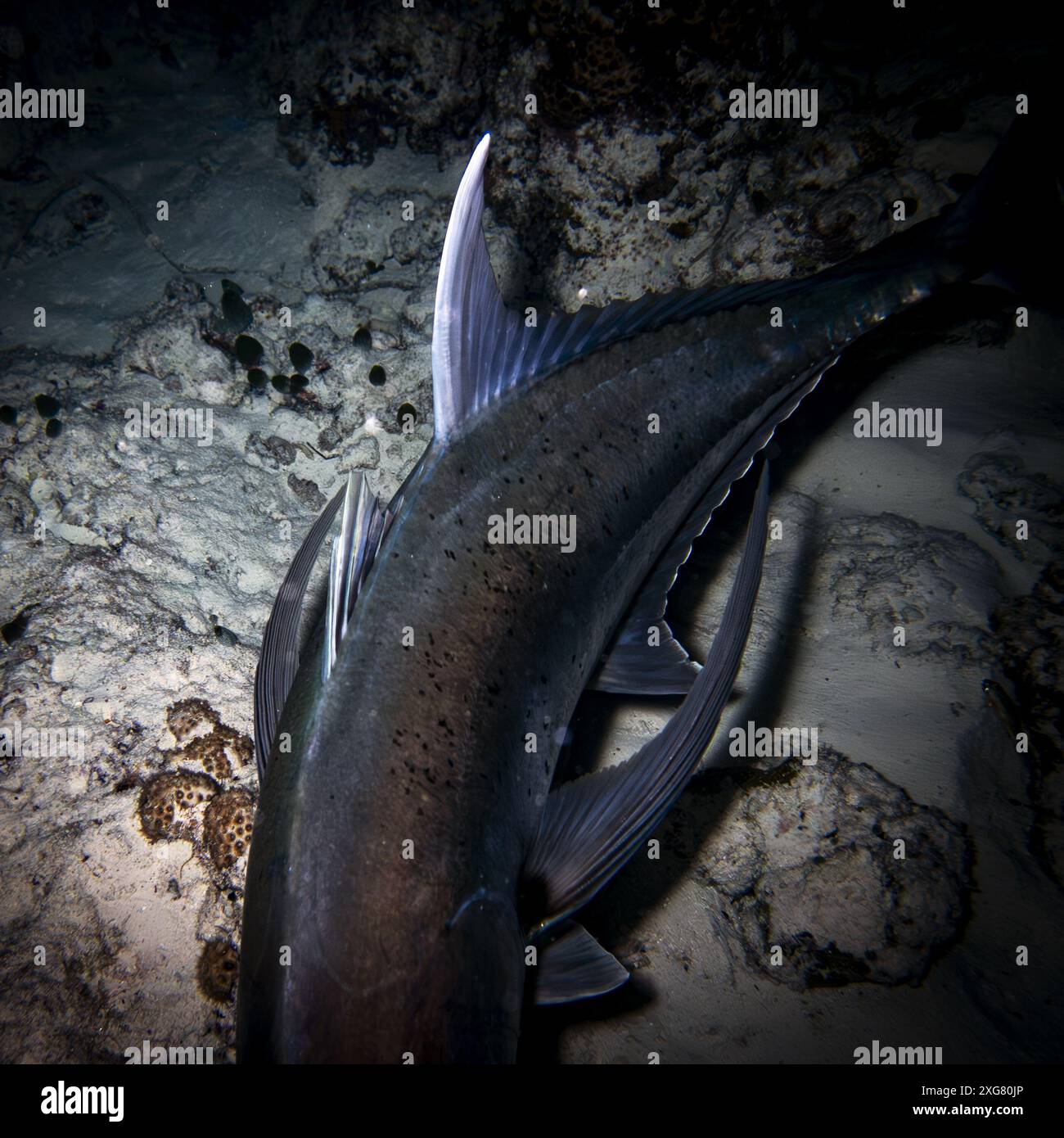 detail of a shark's dorsal fin during a night dive Stock Photo - Alamy