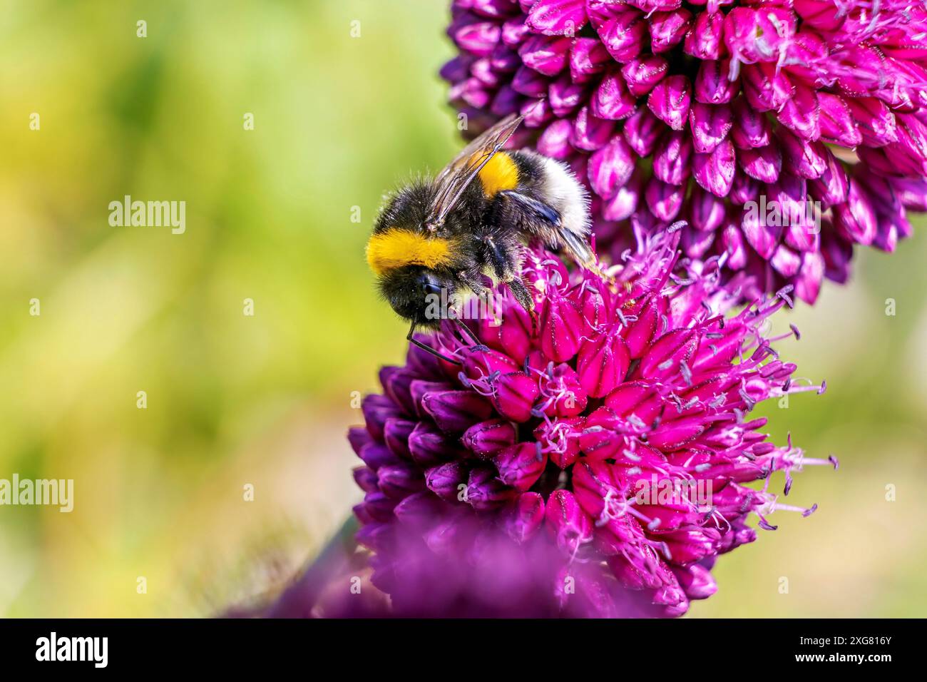 Bee lands on the flower Stock Photo - Alamy
