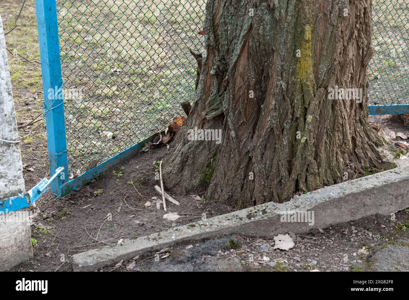 an old tree wedged between a metal fence and a curb Stock Photo - Alamy
