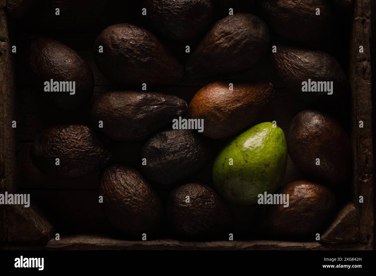 One bright green avocado stands out among the dark spoiled old avocado ...