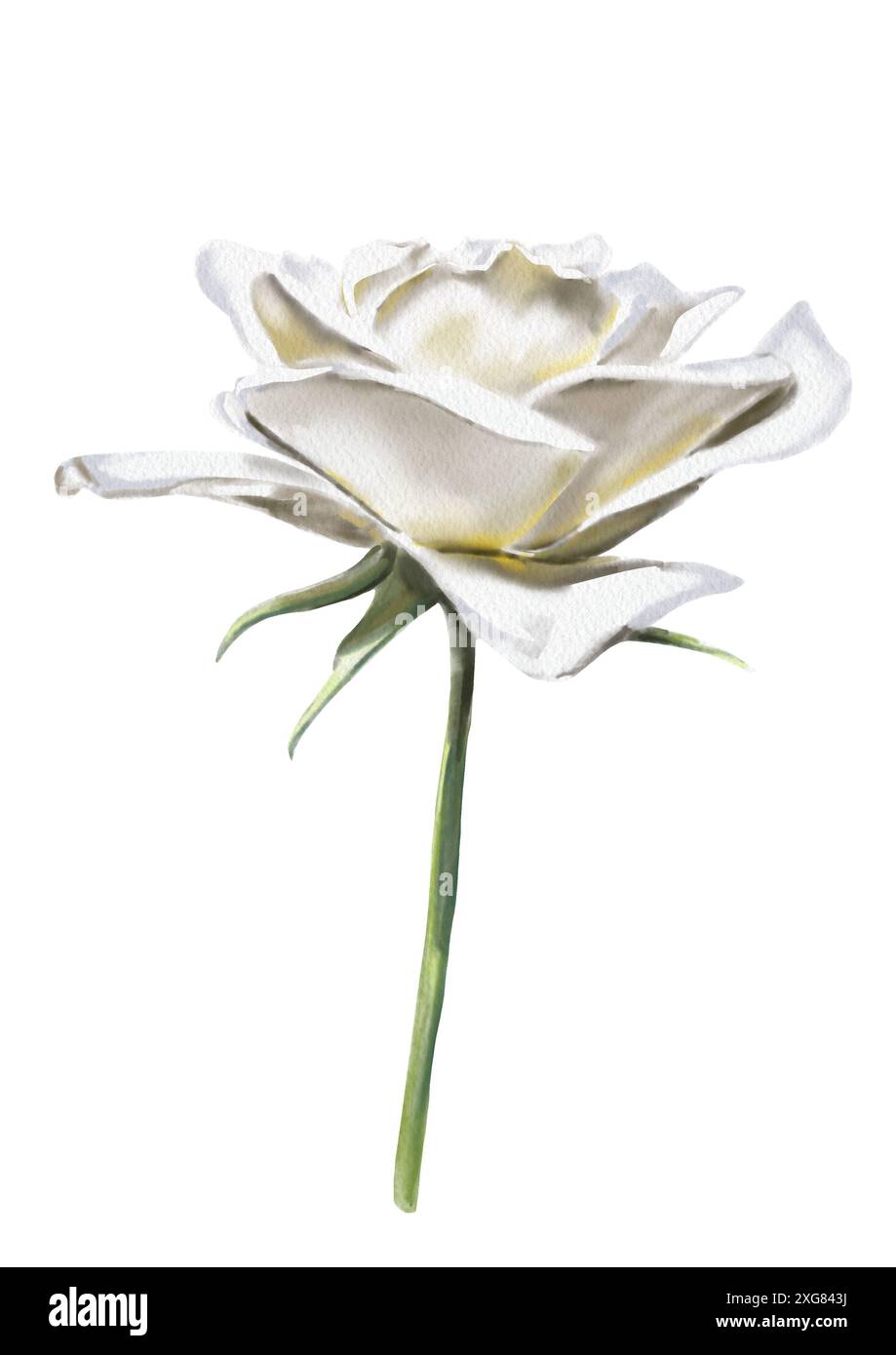 White rose, side view. White petals, green and long stem. There are no ...