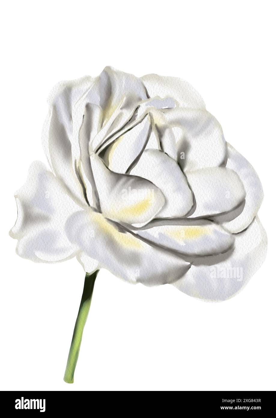 Old rose white. on a thin stem without thorns. Many petals, turned ...