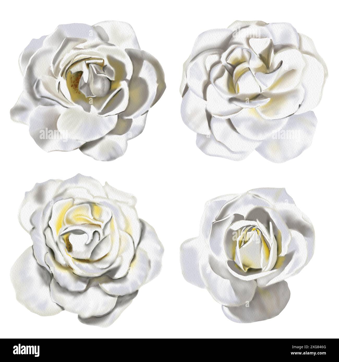 The rose is white. Big buds. Set of four roses. The color is white and ...