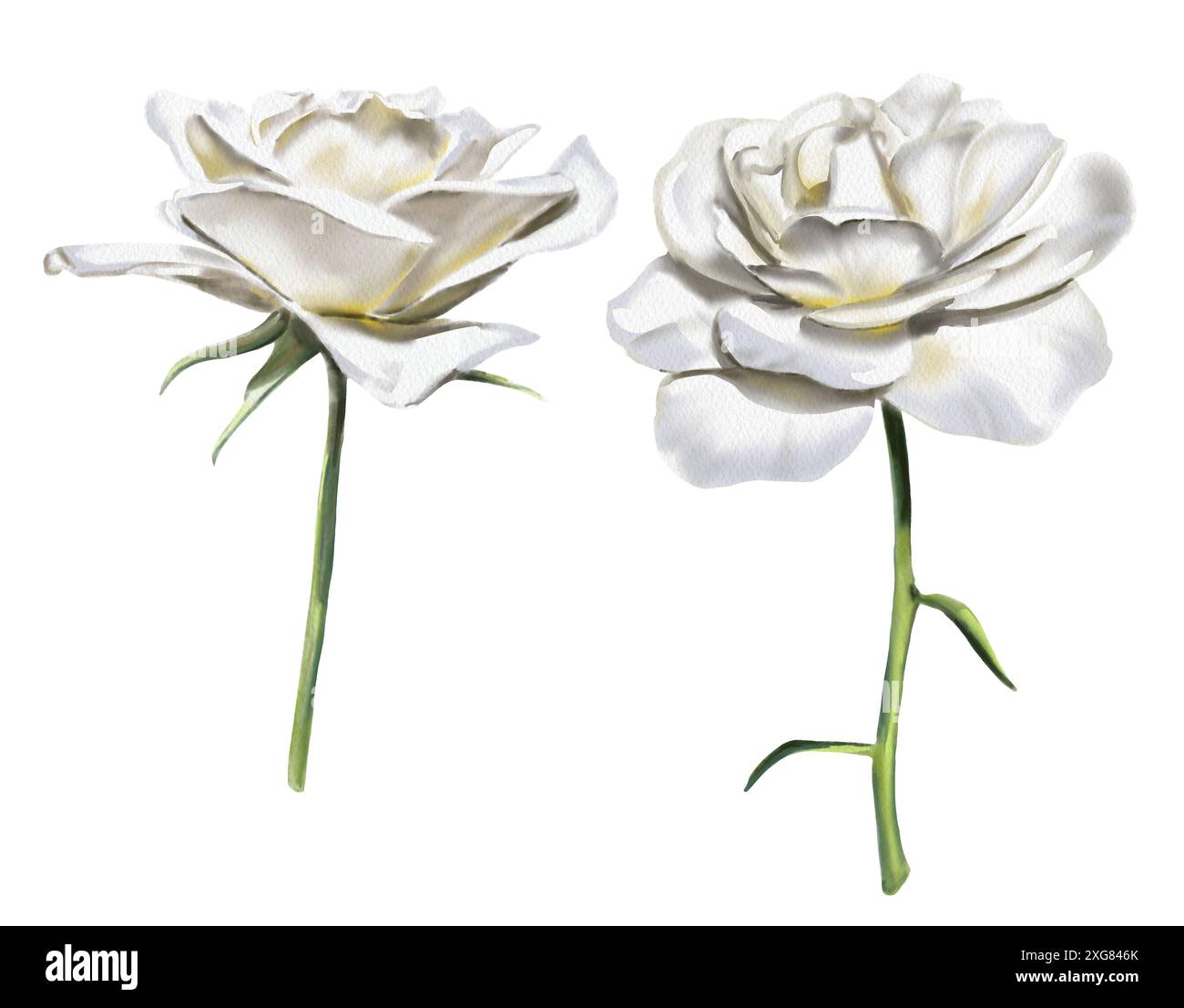 Two large white roses. The buds are open. Long stems and thin leaves ...