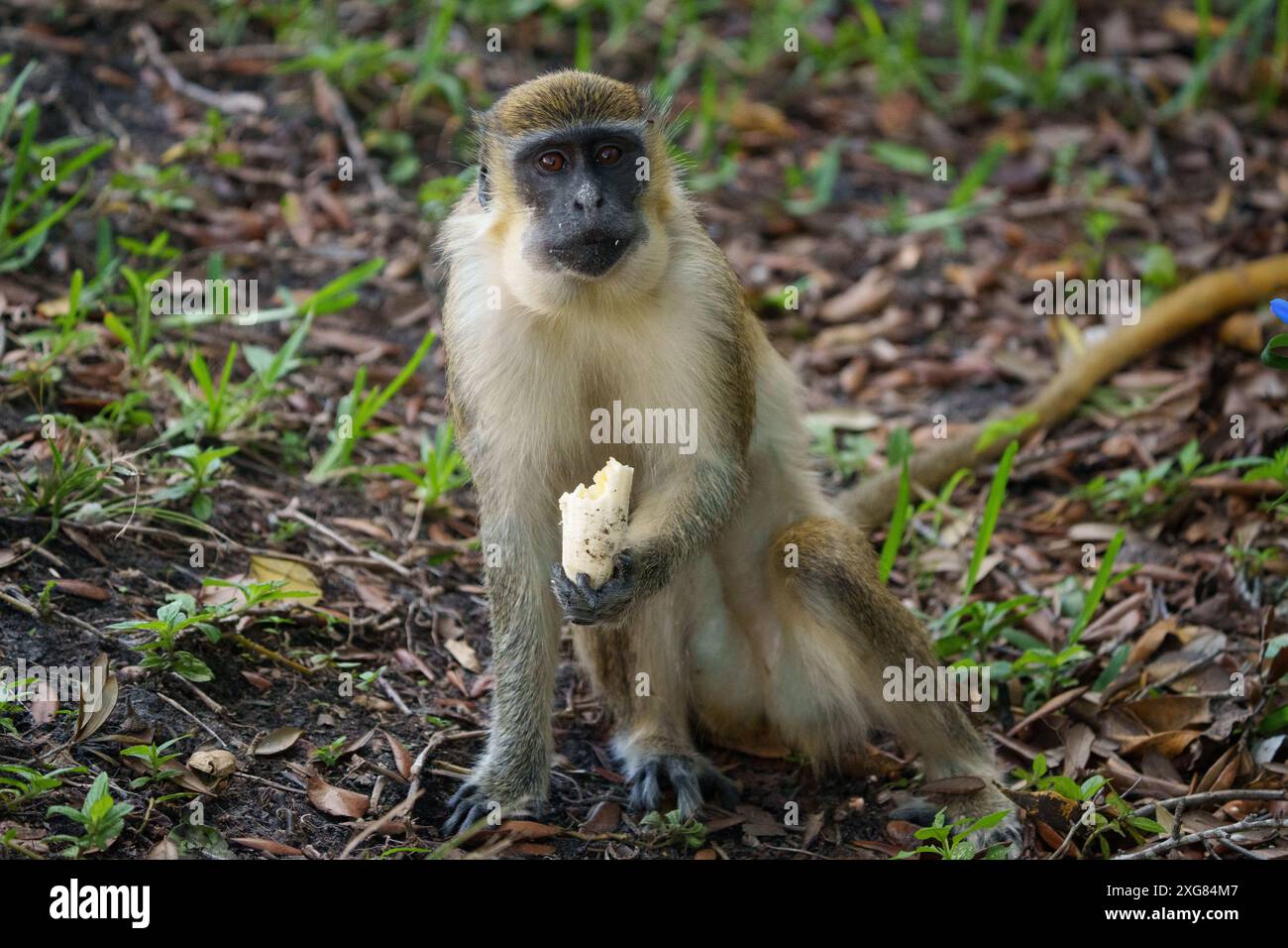 African Green Monkey eating a banana Stock Photo - Alamy