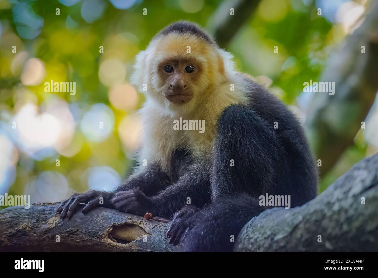 White-Faced Monkey or Capuchin Monkey Stock Photo - Alamy