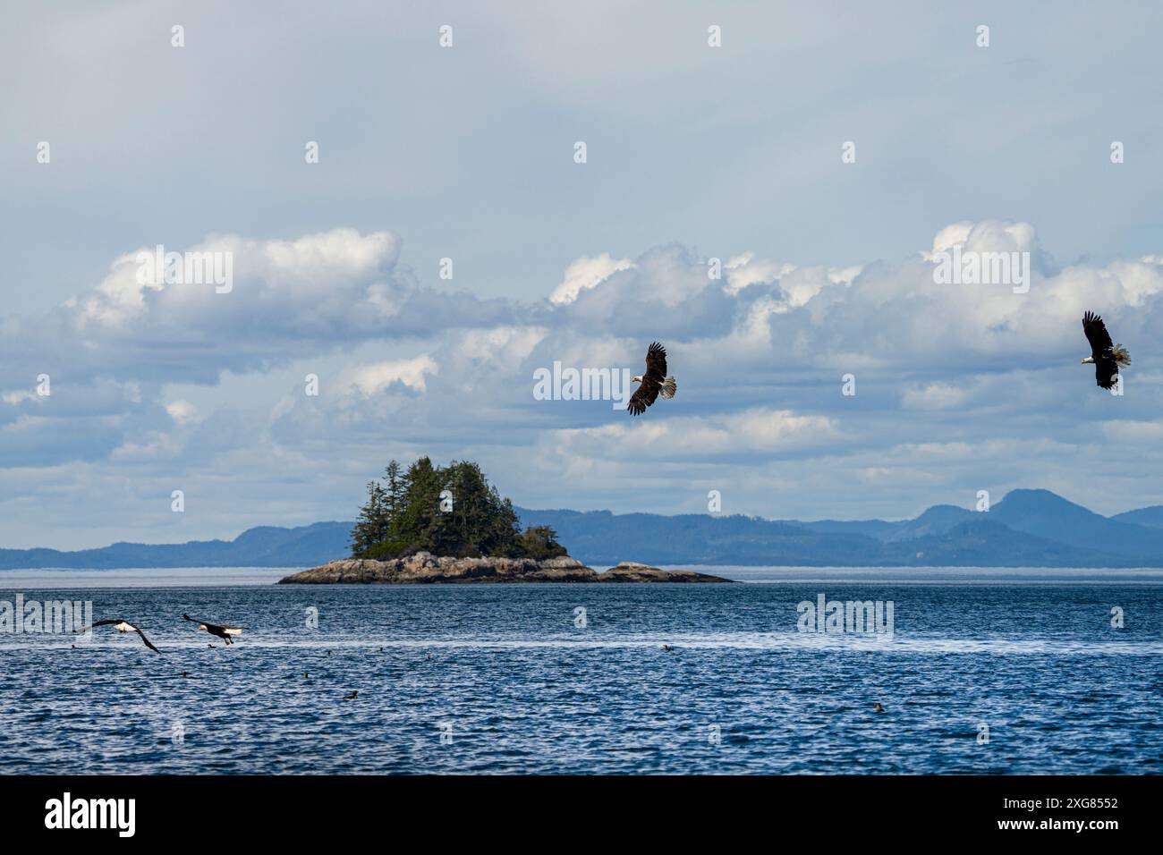 Bald eagles catching herring in the Broughton Archipelago, First ...