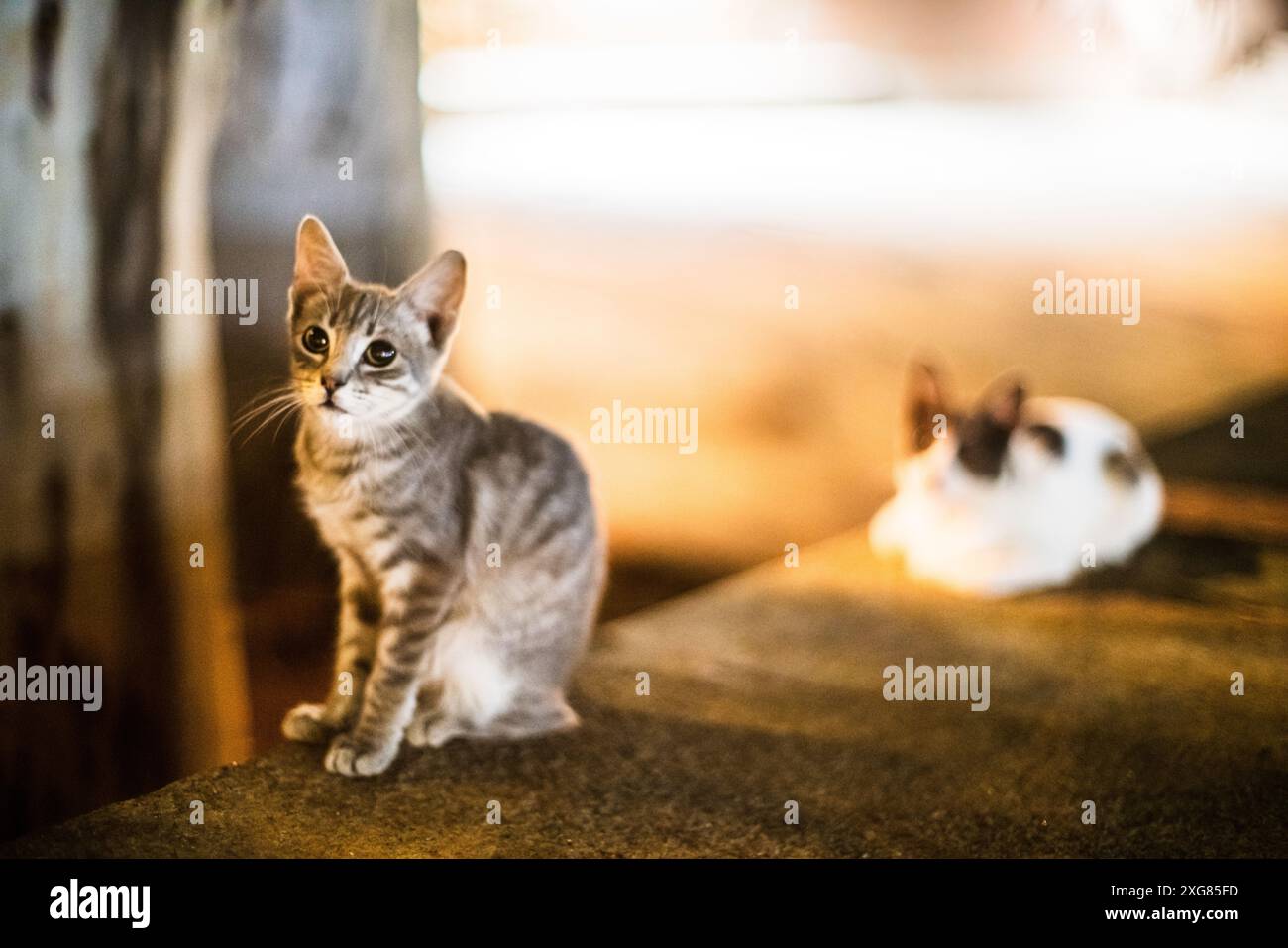 Two stray cats sitting outdoors in Seville, Spain, captured during ...