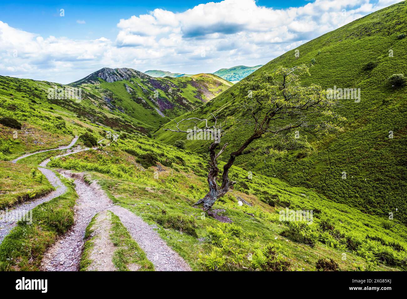 A peculiar tree growing on a valley trail Stock Photo - Alamy
