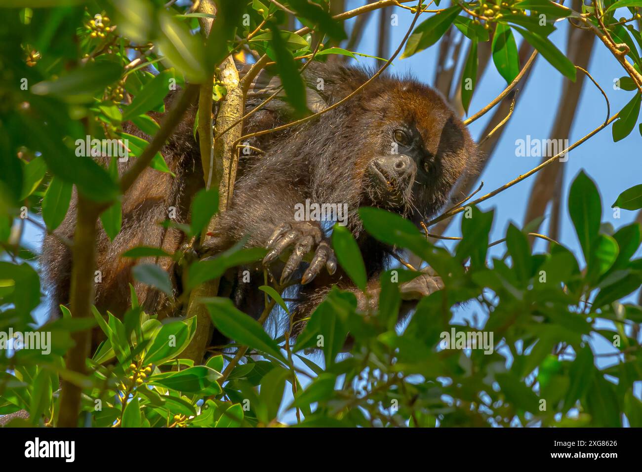 Wild monkey in trees hi-res stock photography and images - Alamy