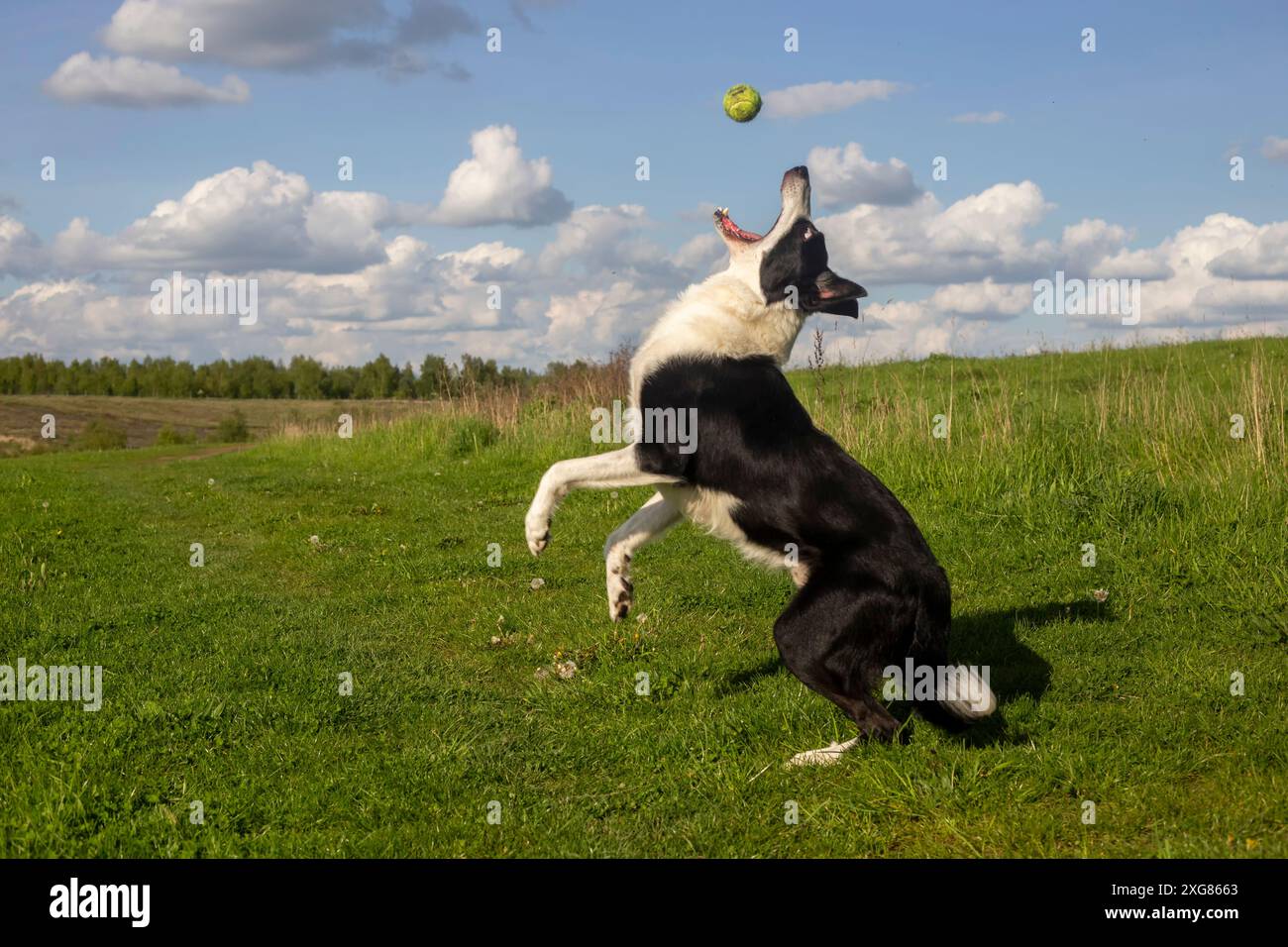Border Collie sheepdog playing and catching a ball on a sunny day . Dog ...