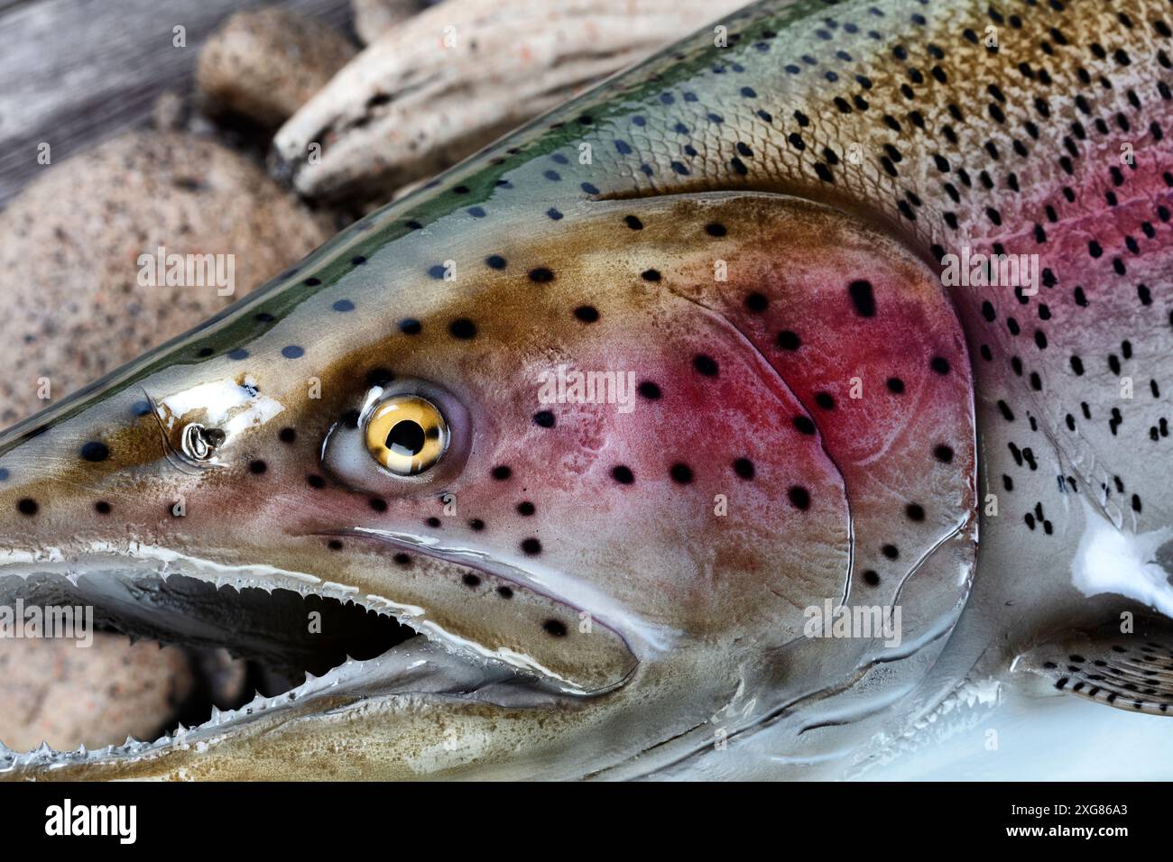 Vibrant fish colors hi-res stock photography and images - Alamy