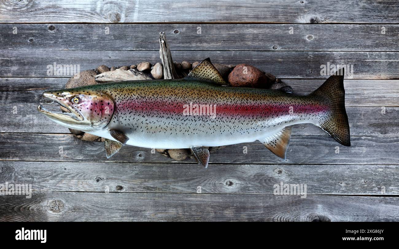 Brilliant colorful Trout salmon trophy species on rustic wood ...