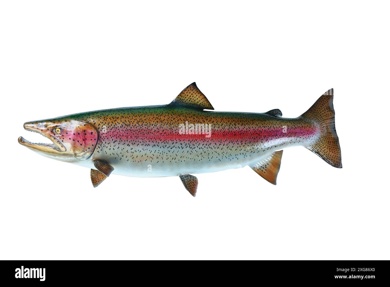 Colorful Trout salmon species isolated on a pure white background Stock ...