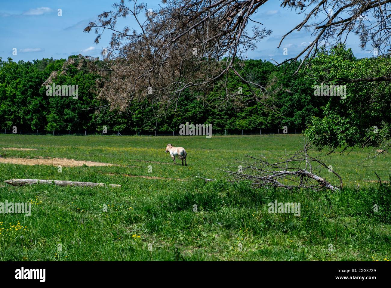 The wild horse, Equus ferus, is a species of the genus Equus Stock ...