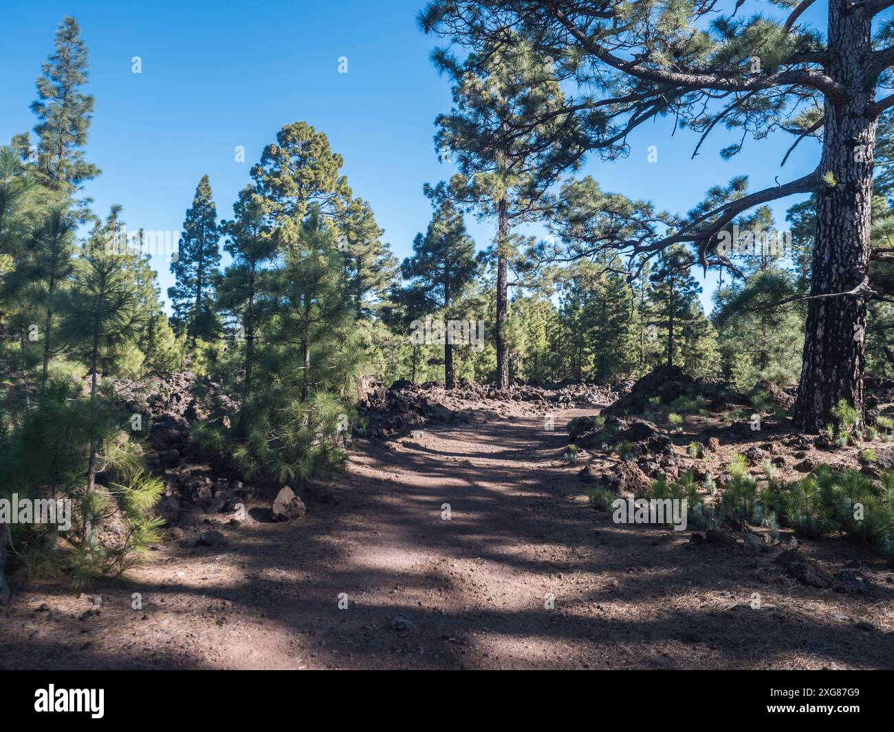 Wide footpath of Chinyero volcano circular hiking trail. Black ground ...