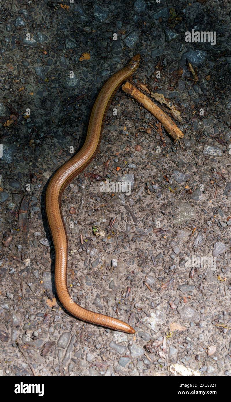A detailed closeup of a slim snake with its tongue out, seen on a ...