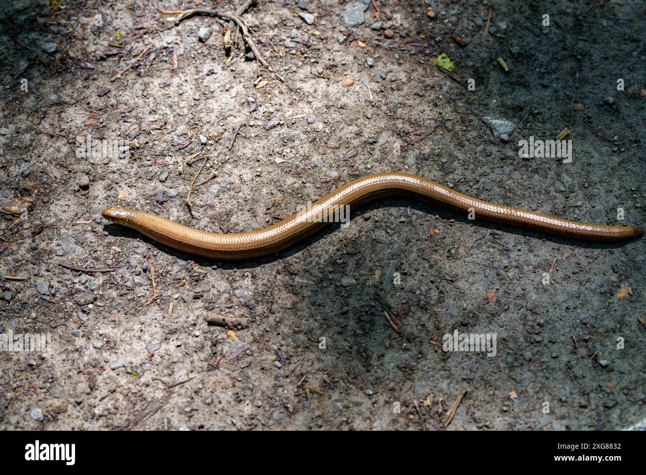 A detailed closeup of a slim snake with its tongue out, seen on a ...
