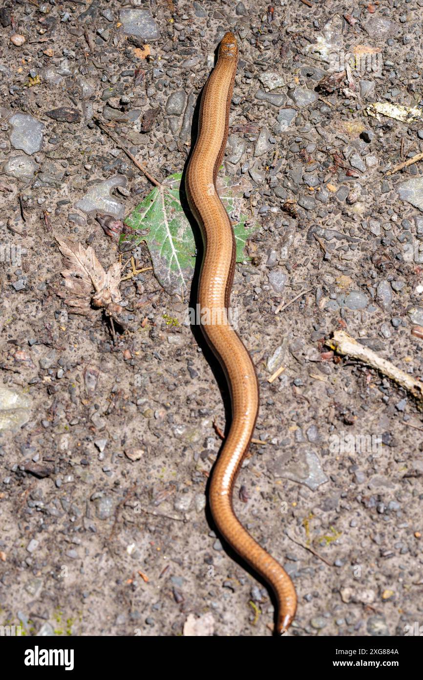 A detailed closeup of a slim snake with its tongue out, seen on a ...
