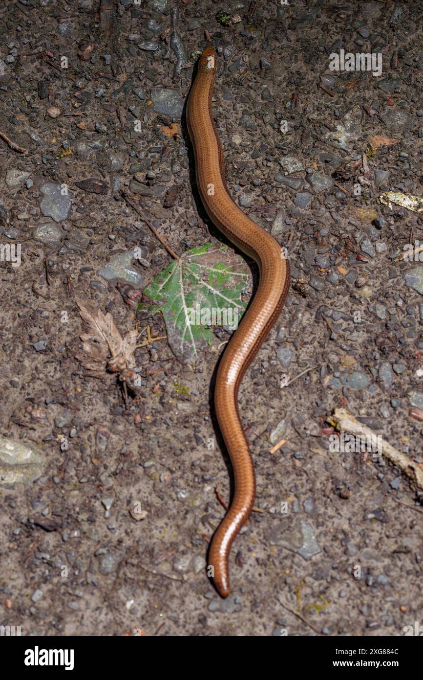 A detailed closeup of a slim snake with its tongue out, seen on a ...