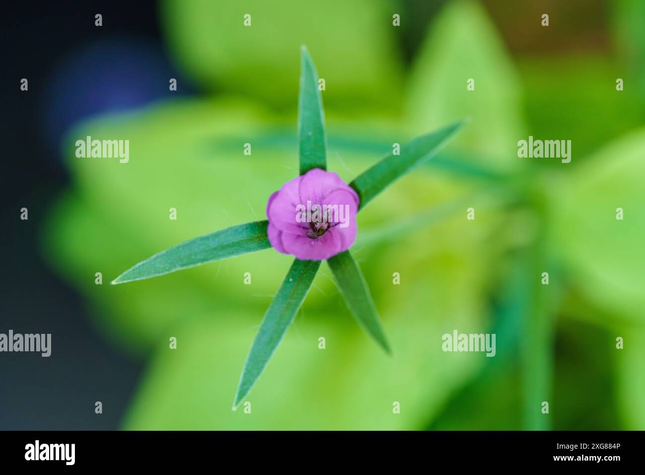 Close-up shot of a small purple flower with distinctive star-shaped ...