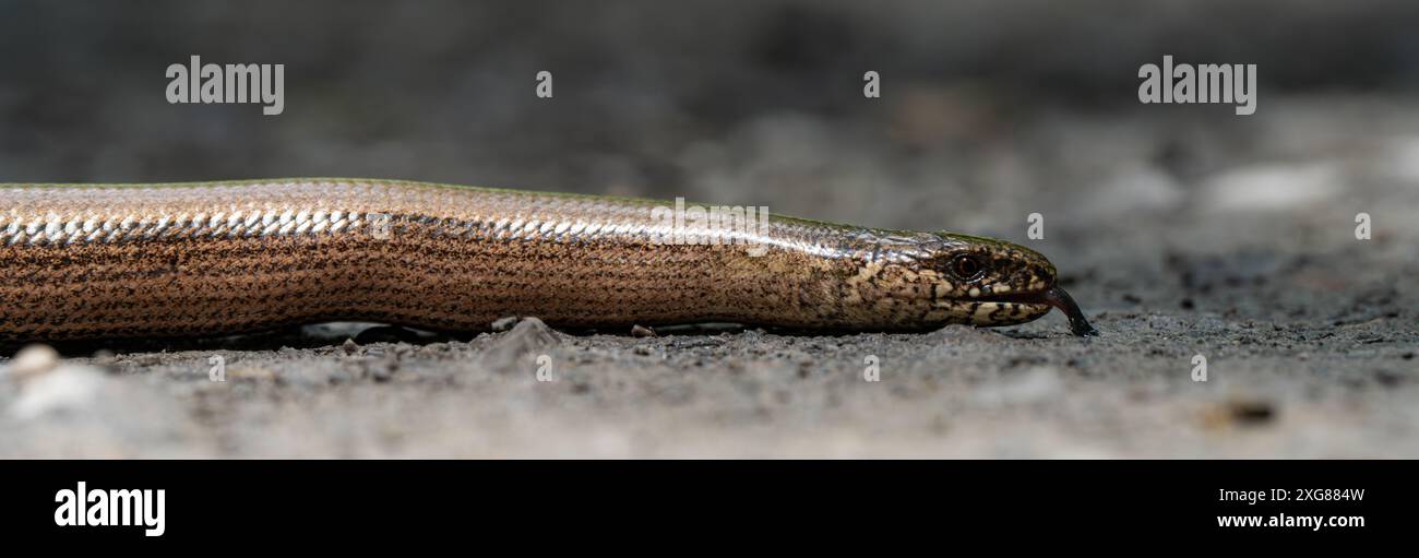 A detailed closeup of a slim snake with its tongue out, seen on a ...