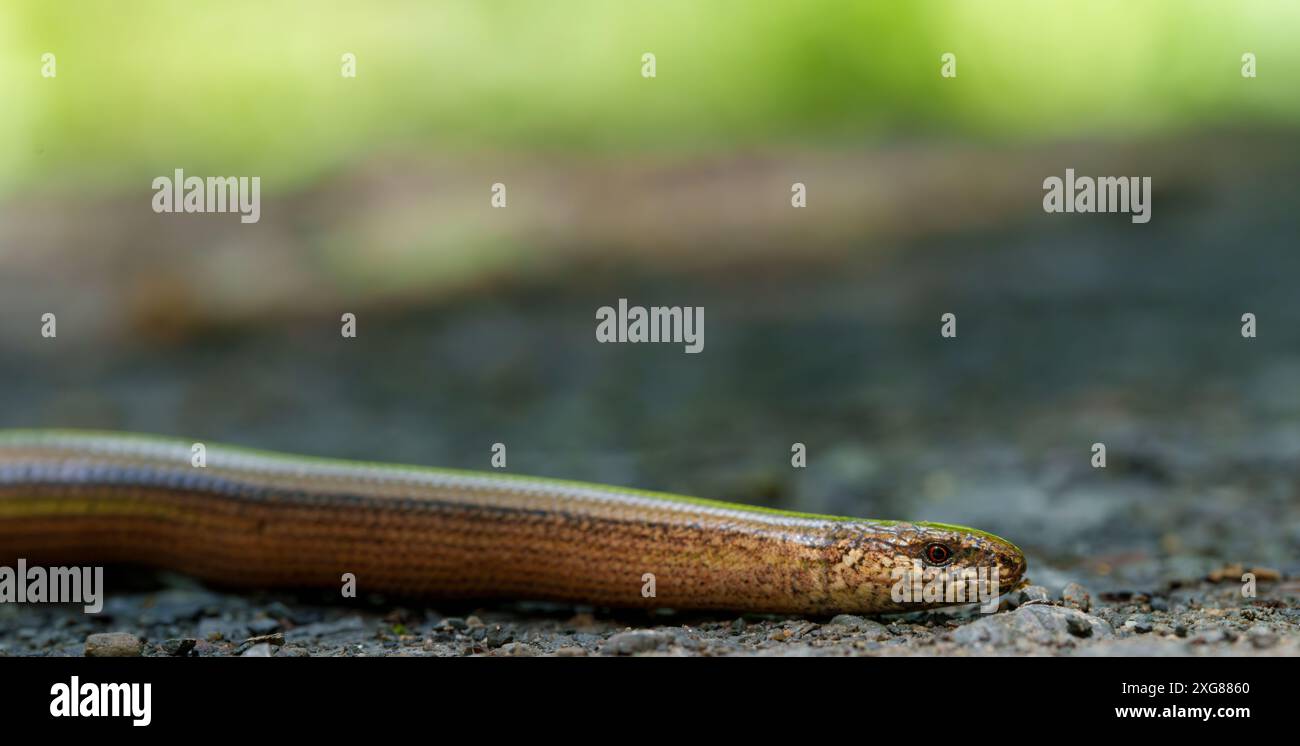 A detailed closeup of a slim snake with its tongue out, seen on a ...