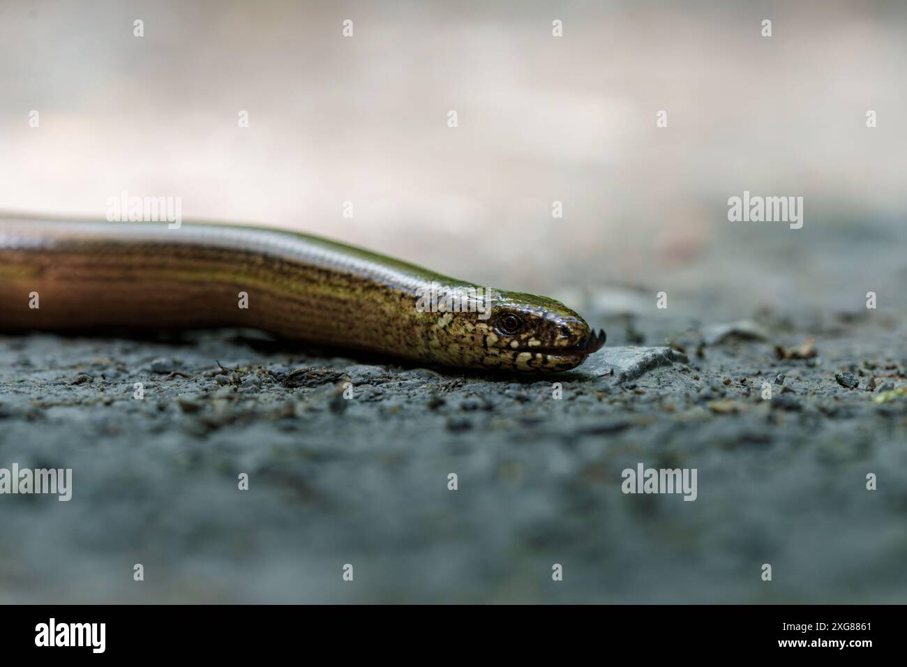 A detailed closeup of a slim snake with its tongue out, seen on a ...