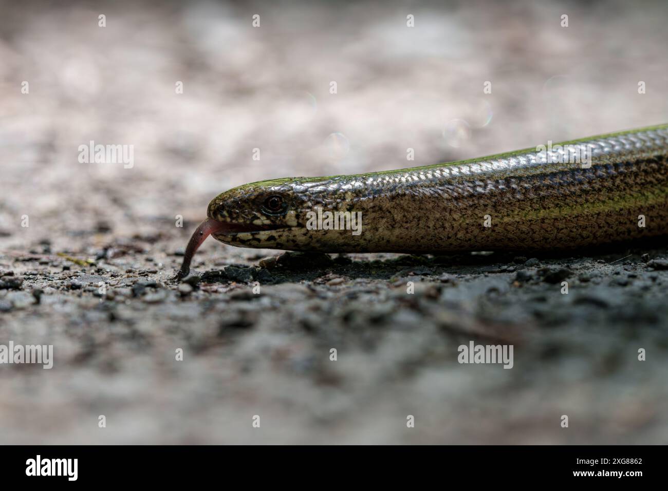 A detailed closeup of a slim snake with its tongue out, seen on a ...