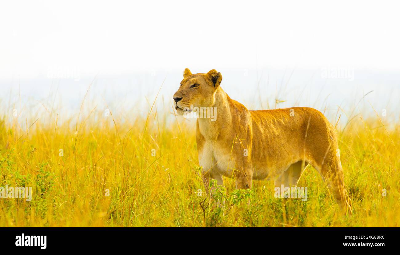 Lioness standing in tall yellow grass. Masai Mara Game Reserve. Kenya ...