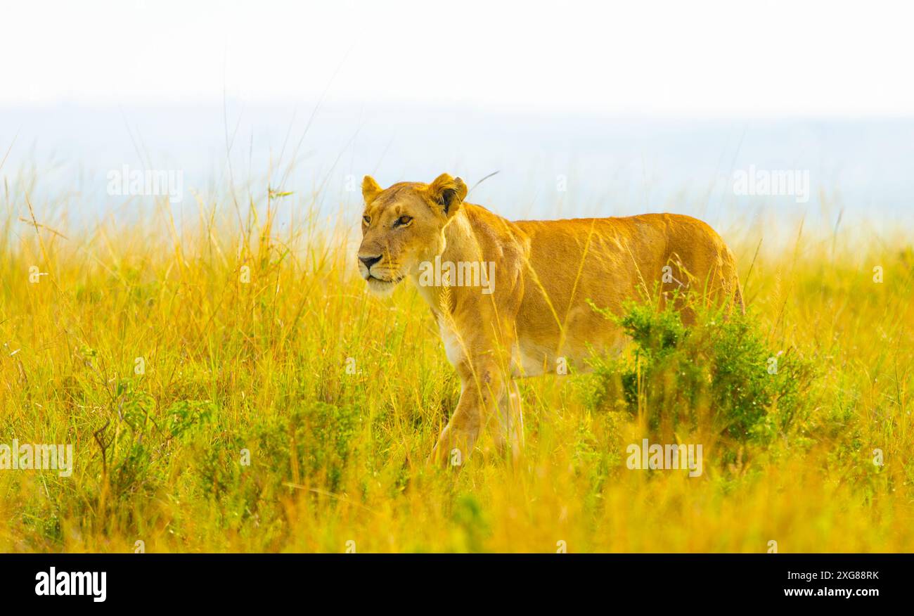 Lioness standing in tall yellow grass. Masai Mara Game Reserve. Kenya ...